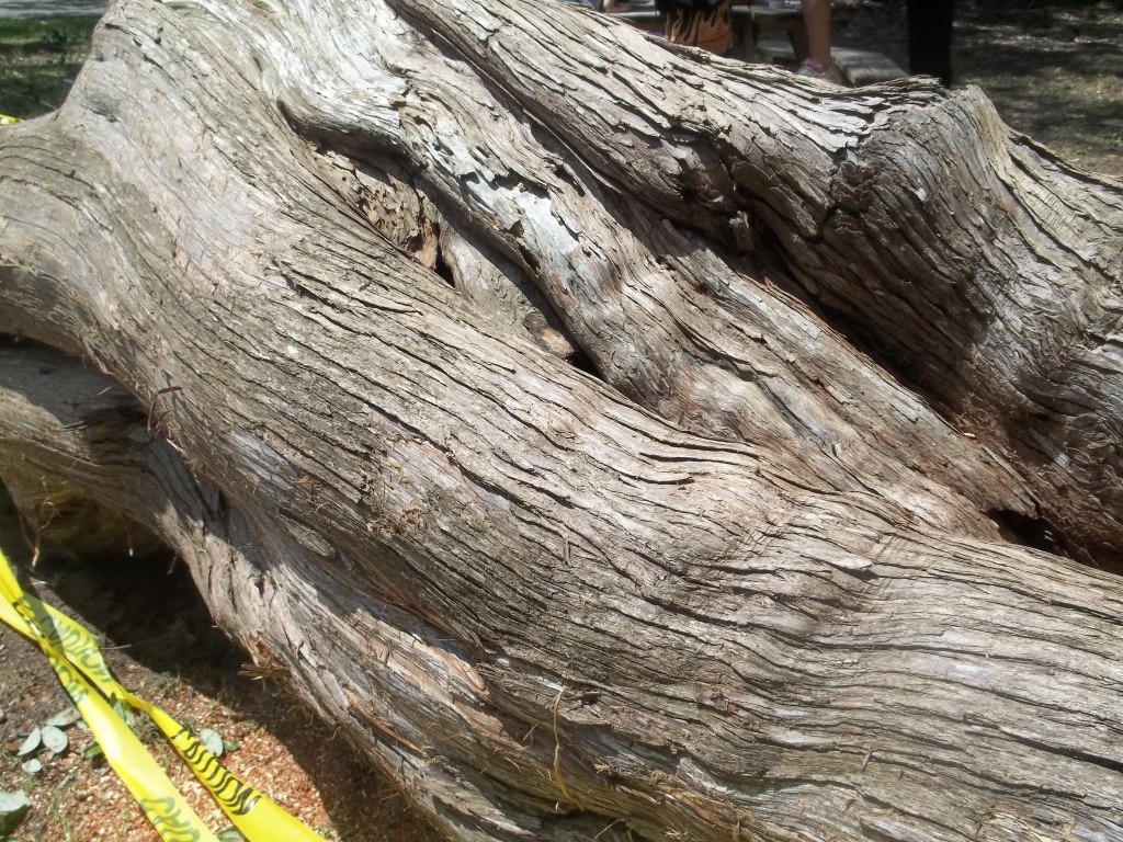 Farewell, Tree | Stones and Feathers